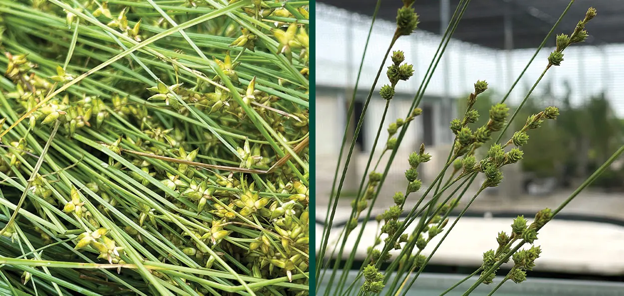 Eastern Star Sedge | Wisconsin Native Grass | Johnson's Nursery