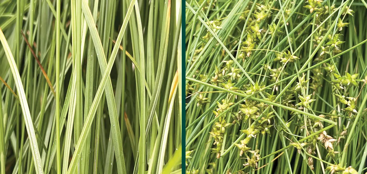Eastern Star Sedge Wisconsin Native Grass Johnson S Nursery