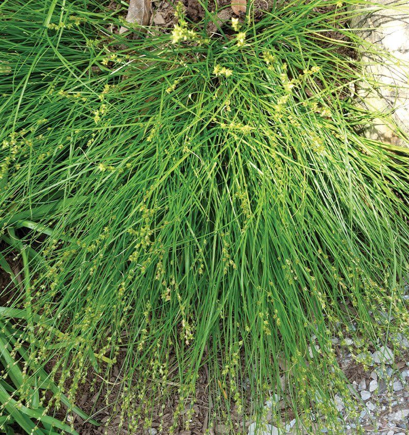 Wisconsin Native Grasses | Johnson's Nursery | Knowledgebase