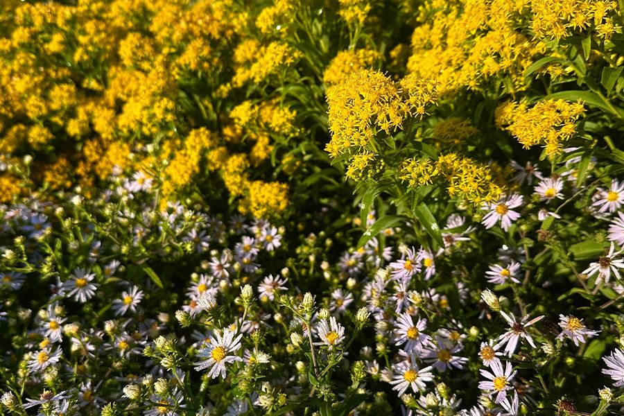 Mixed Flats – Dog Days (Aster) | Johnson's Nursery
