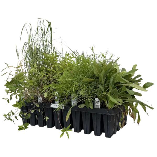 Mixed Flats – Shade | Johnson's Nursery