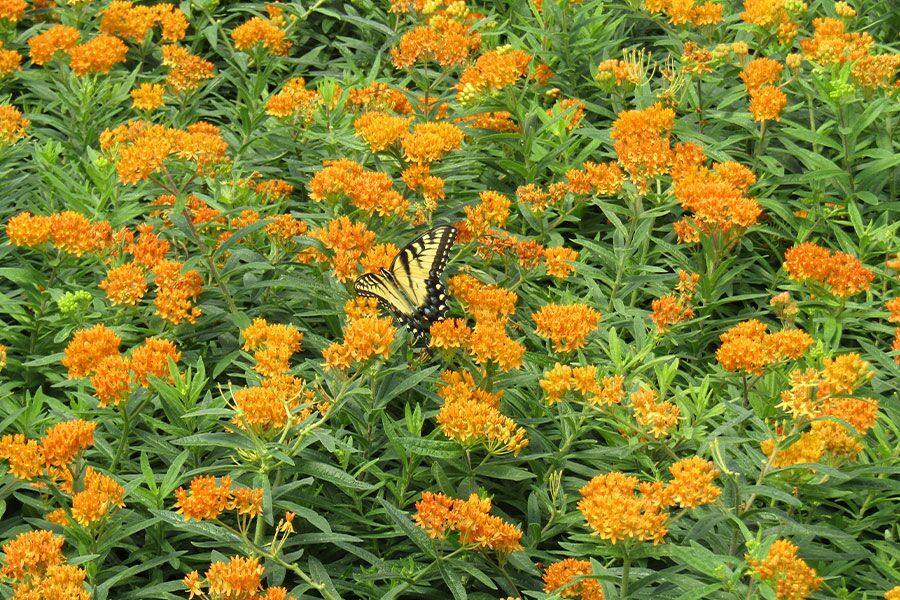 Mixed Flats – Pollinator | Johnson's Nursery