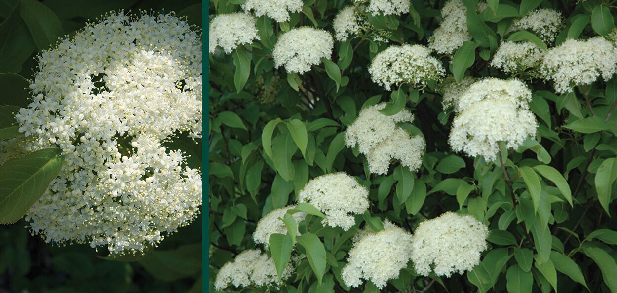 Nannyberry Viburnum | Johnson's Nursery | KB