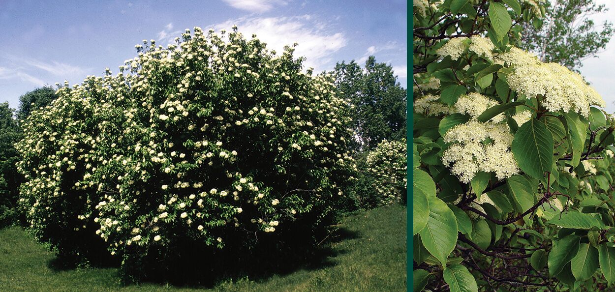 Nannyberry Viburnum | Johnson's Nursery | KB