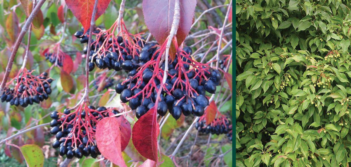 Nannyberry Viburnum | Johnson's Nursery | KB