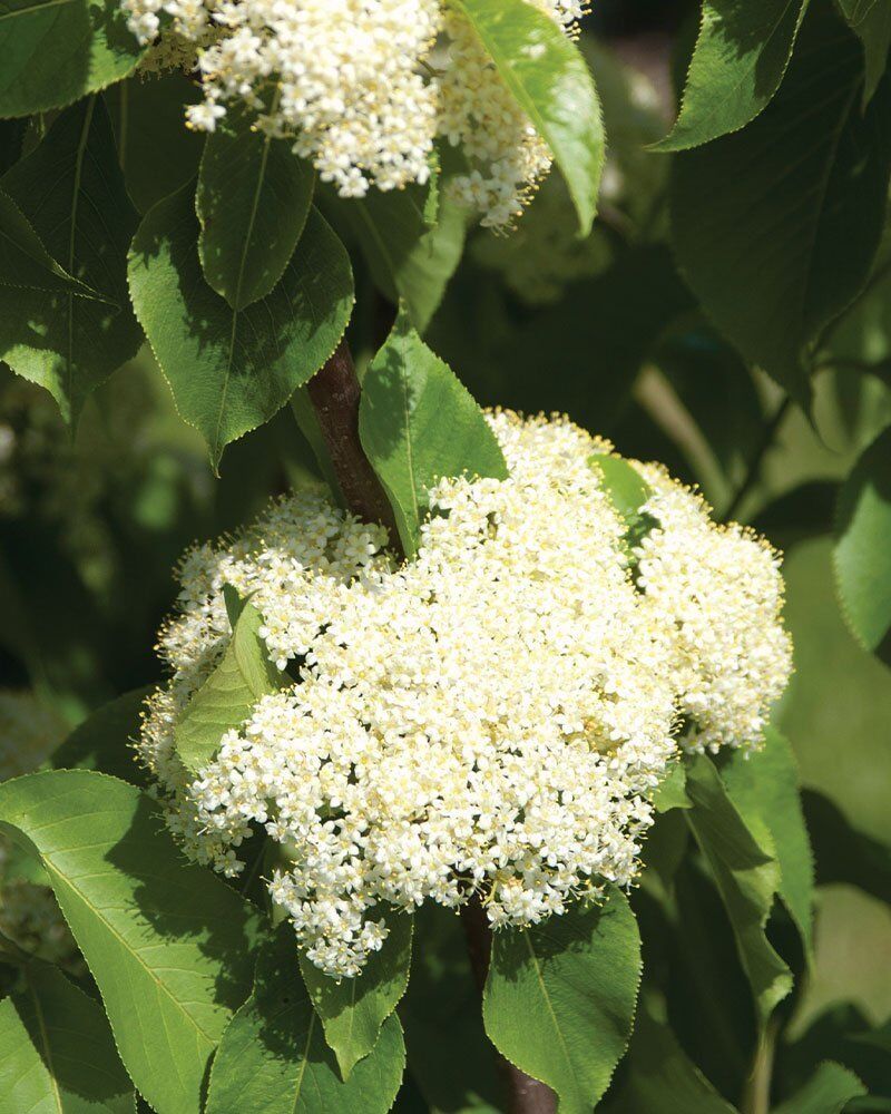 Nannyberry Viburnum | Johnson's Nursery | KB