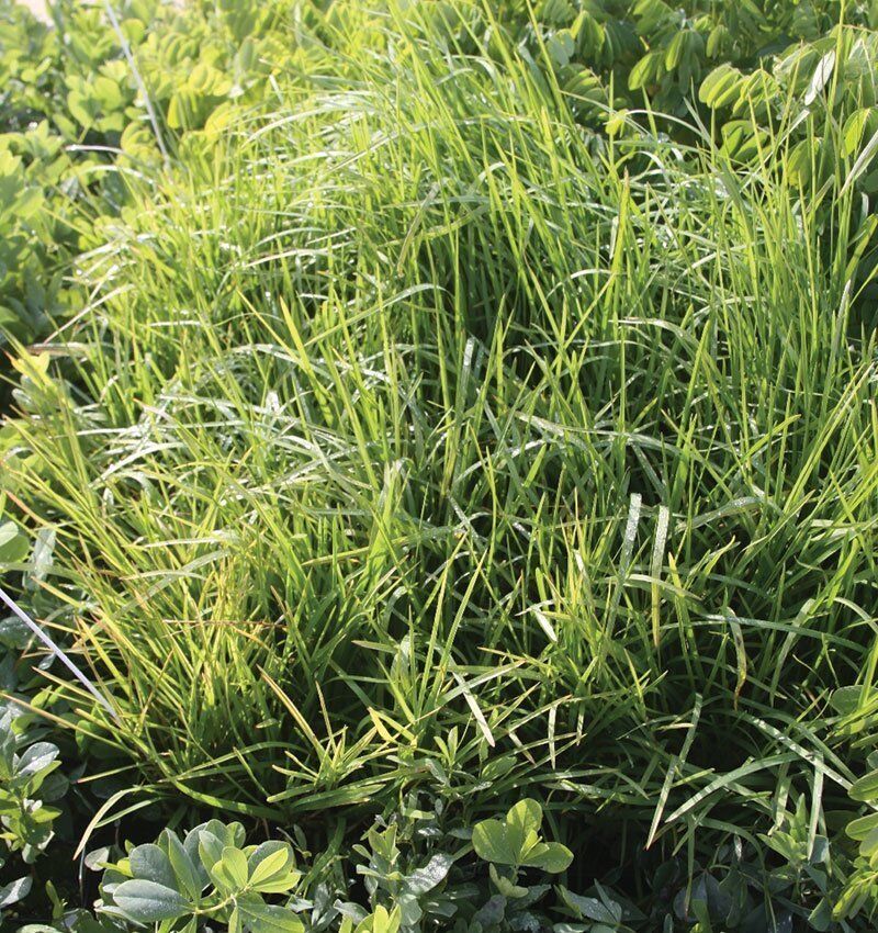 Wisconsin Native Grasses | Johnson's Nursery | Knowledgebase