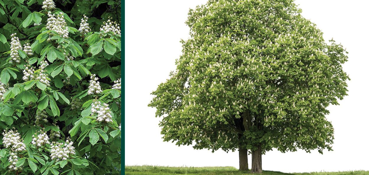 Ohio Buckeye | Johnson's Nursery | KB