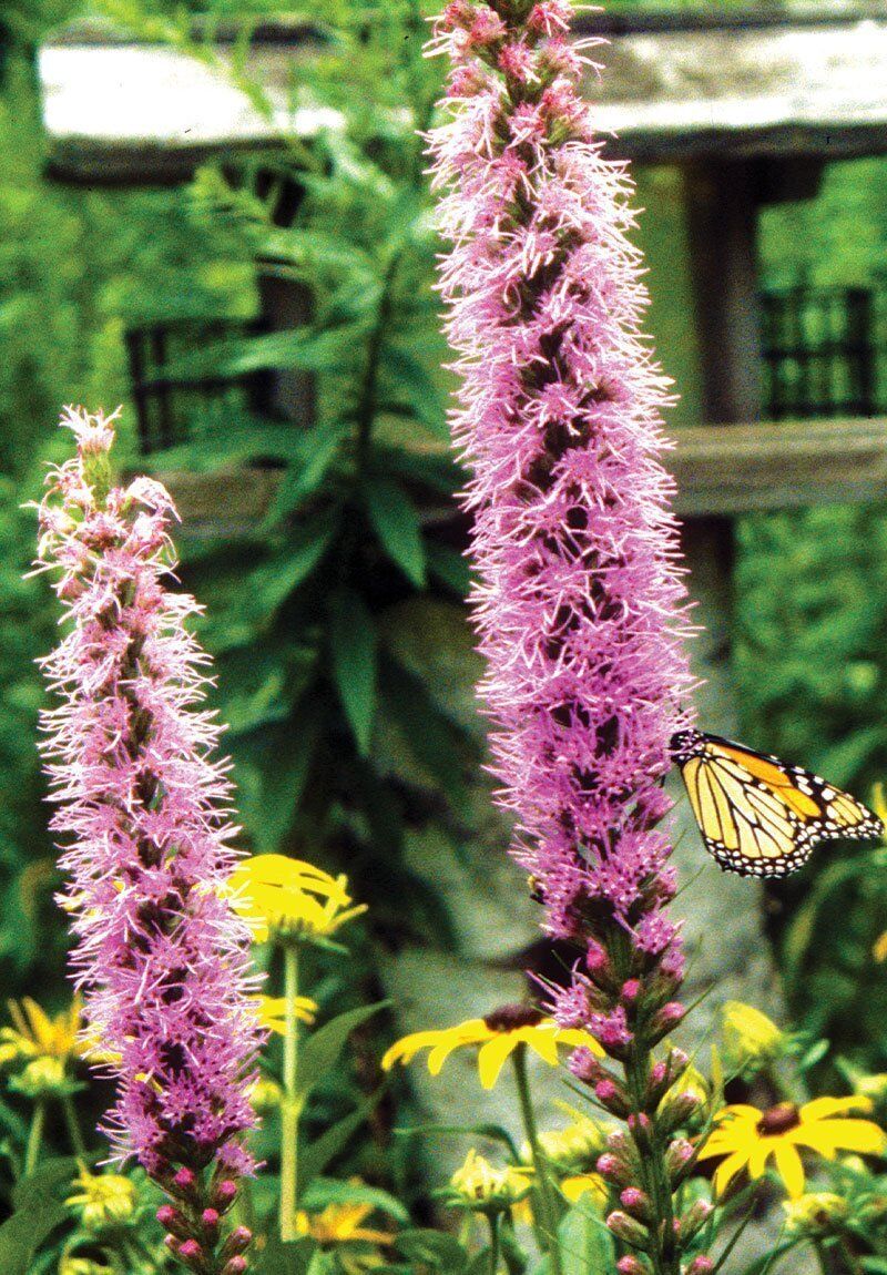 Plantas Perennes Nativas De Wisconsin