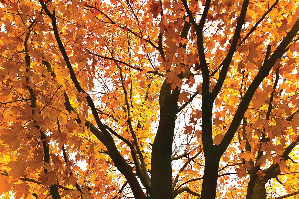 How to Use Leaves as Mulch | Johnson's Nursery | KB