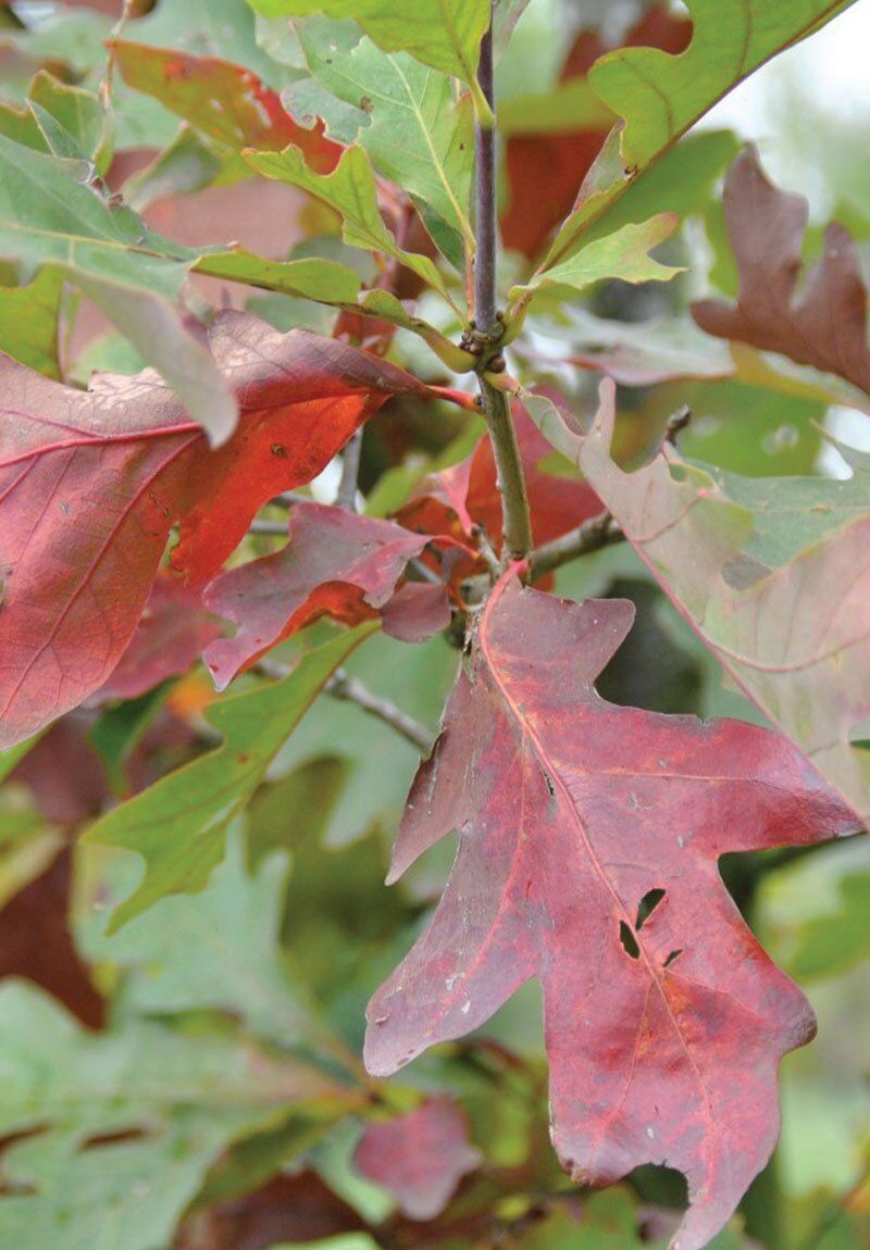 Wisconsin Native Trees | Johnson's Nursery | Knowledgebase