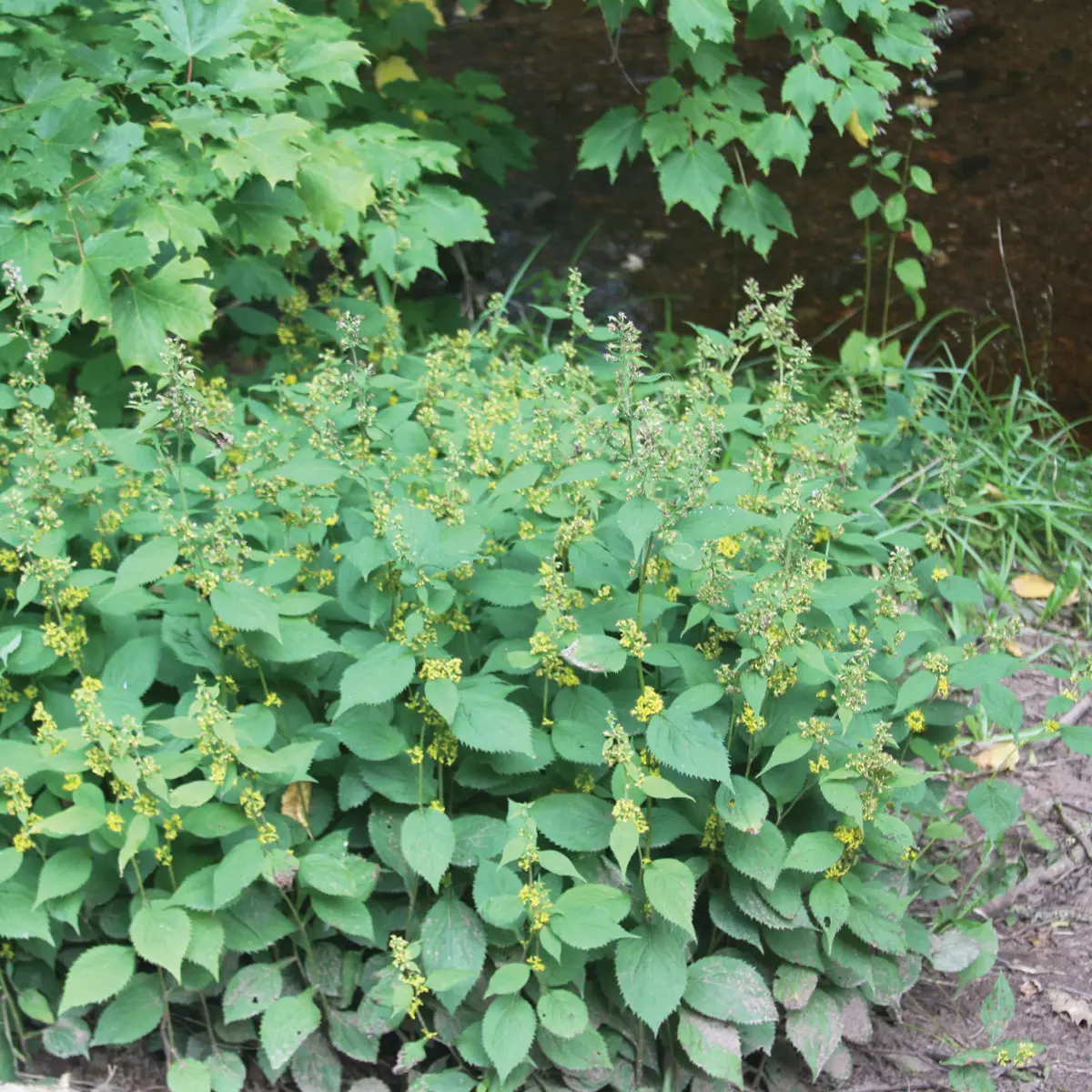 Family Profile: Goldenrod | Johnson's Nursery | KB