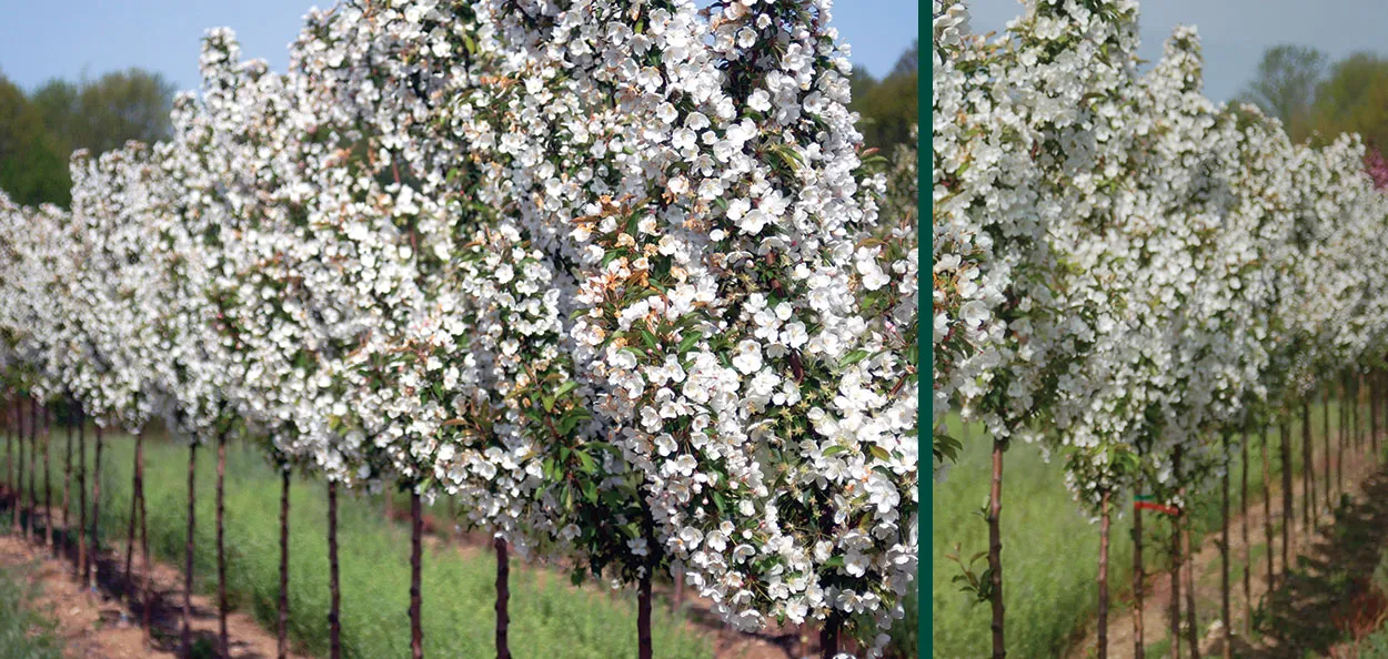Adirondack Crabapple | Johnson's Nursery | KB