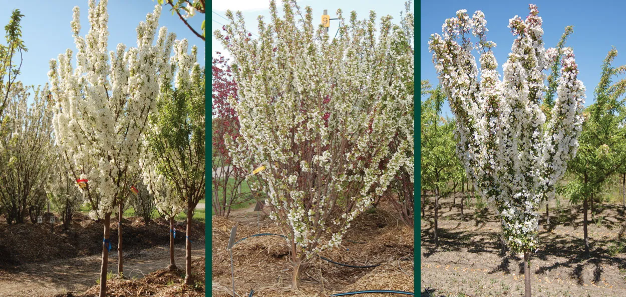 Adirondack Crabapple | Johnson's Nursery | KB