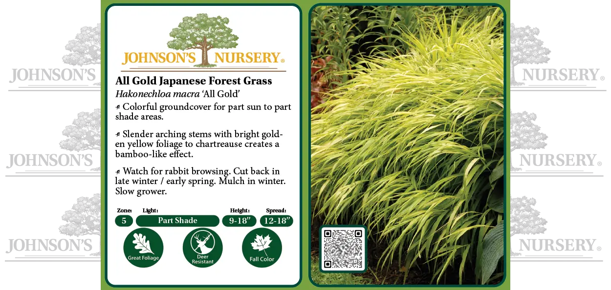 All Gold Japanese Forest Grass | Johnson's Nursery | KB