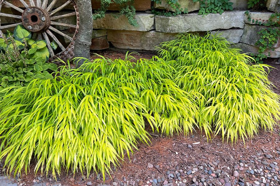 All Gold Japanese Forest Grass | Johnson's Nursery | KB