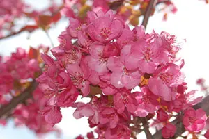 Cardinal® Crabapple | Johnson's Nursery | KB