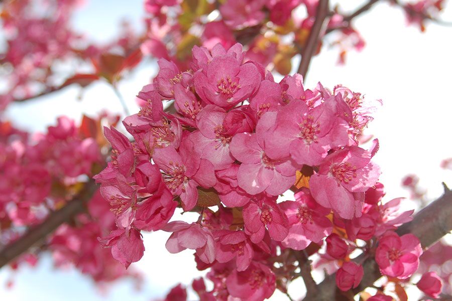 Cardinal® Crabapple | Johnson's Nursery | KB