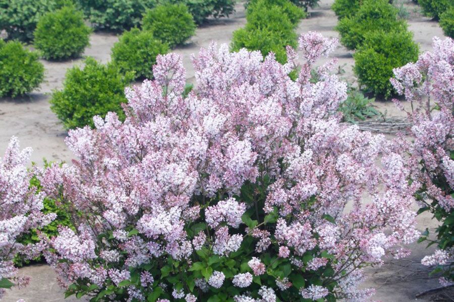 Dream Cloud™ Lilac | Johnson's Nursery | KB