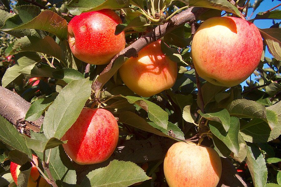 Gala Apple | Johnson's Nursery | KB