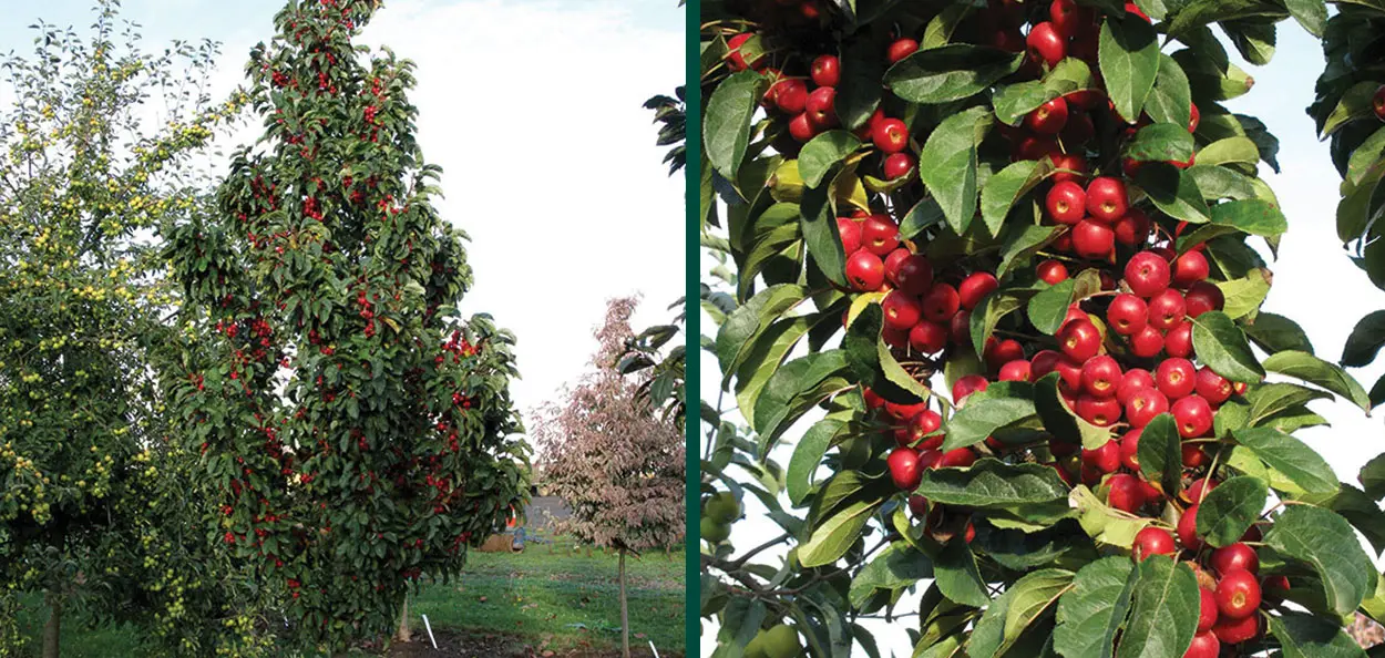 Ivory Spear® Crabapple | Johnson's Nursery | KB