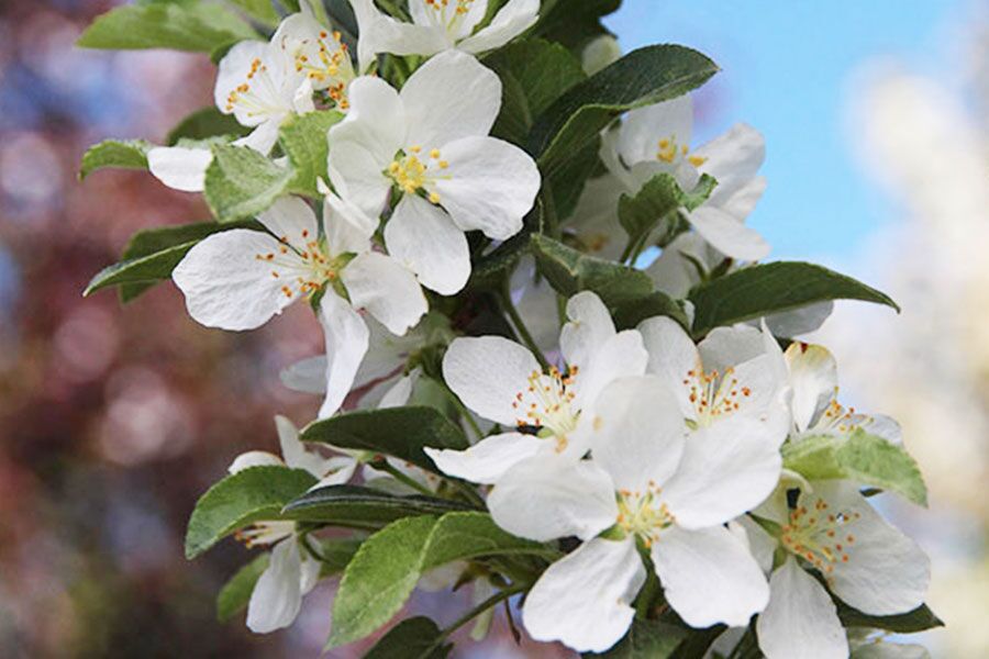 Ivory Spear® Crabapple | Johnson's Nursery | KB