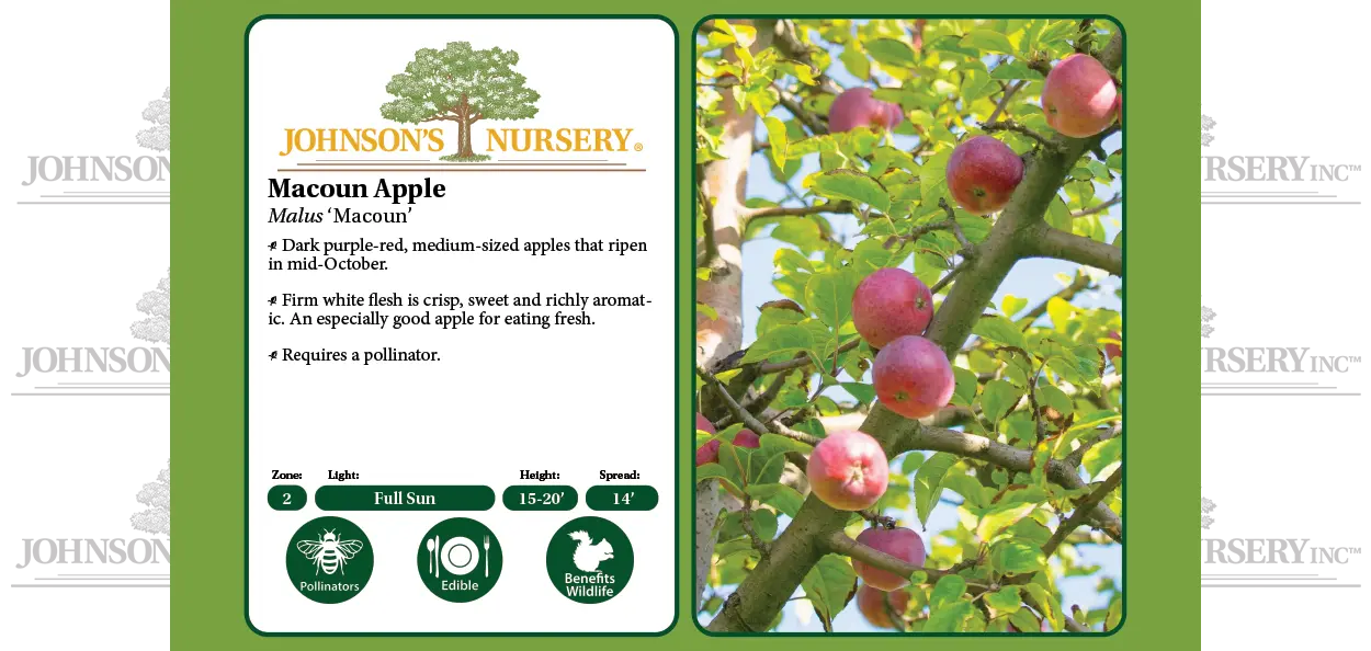 Macoun Apple | Johnson's Nursery | KB