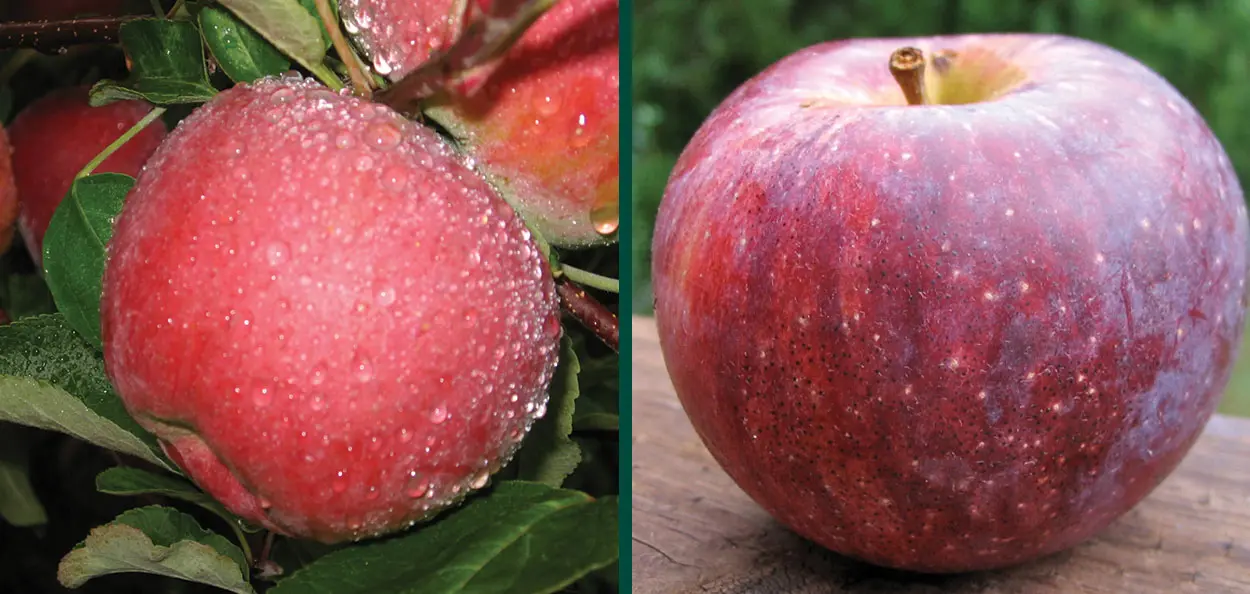 Macoun Apple | Johnson's Nursery | KB