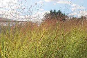 Shenandoah Switch Grass | Johnson's Nursery | KB