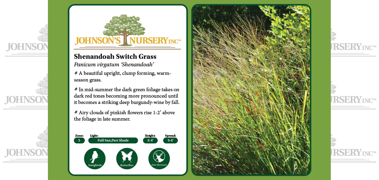 Shenandoah Switch Grass | Johnson's Nursery | KB
