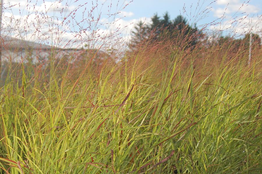Shenandoah Switch Grass | Johnson's Nursery | KB