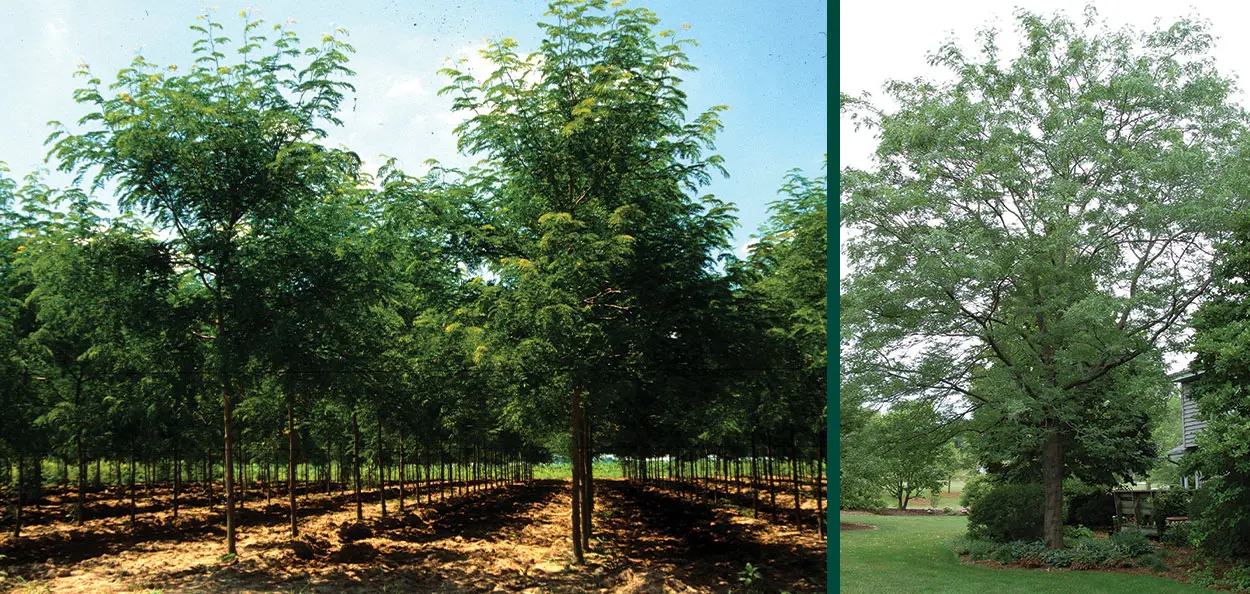 Skyline® Honeylocust | Johnson's Nursery | KB
