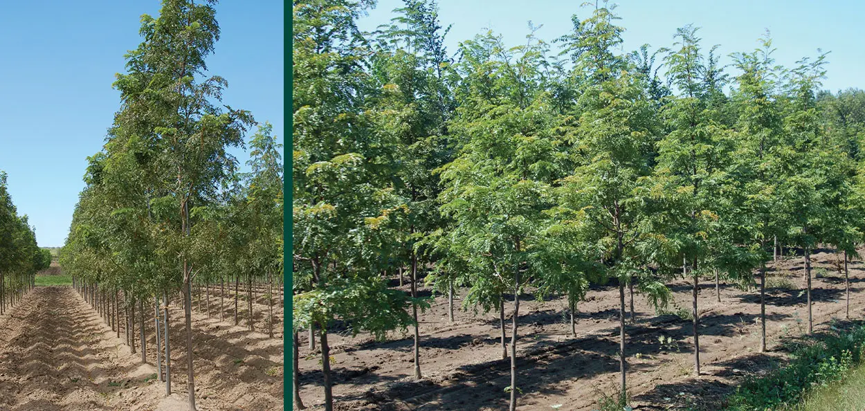 Skyline® Honeylocust | Johnson's Nursery | KB