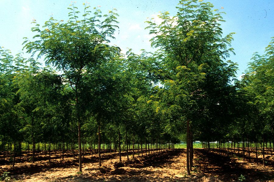 Skyline® Honeylocust | Johnson's Nursery | KB