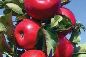 Tasty Red™ Urban® Columnar Apple | Johnson's Nursery | KB