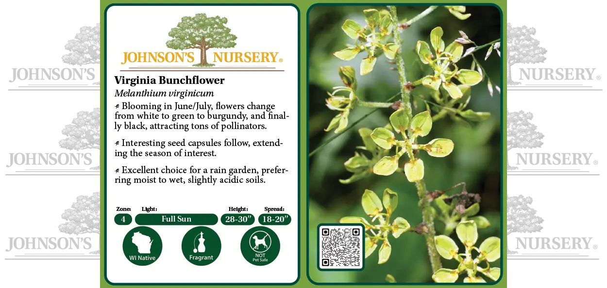 Virginia Bunchflower | WI Native | Johnson's Nursery | KB
