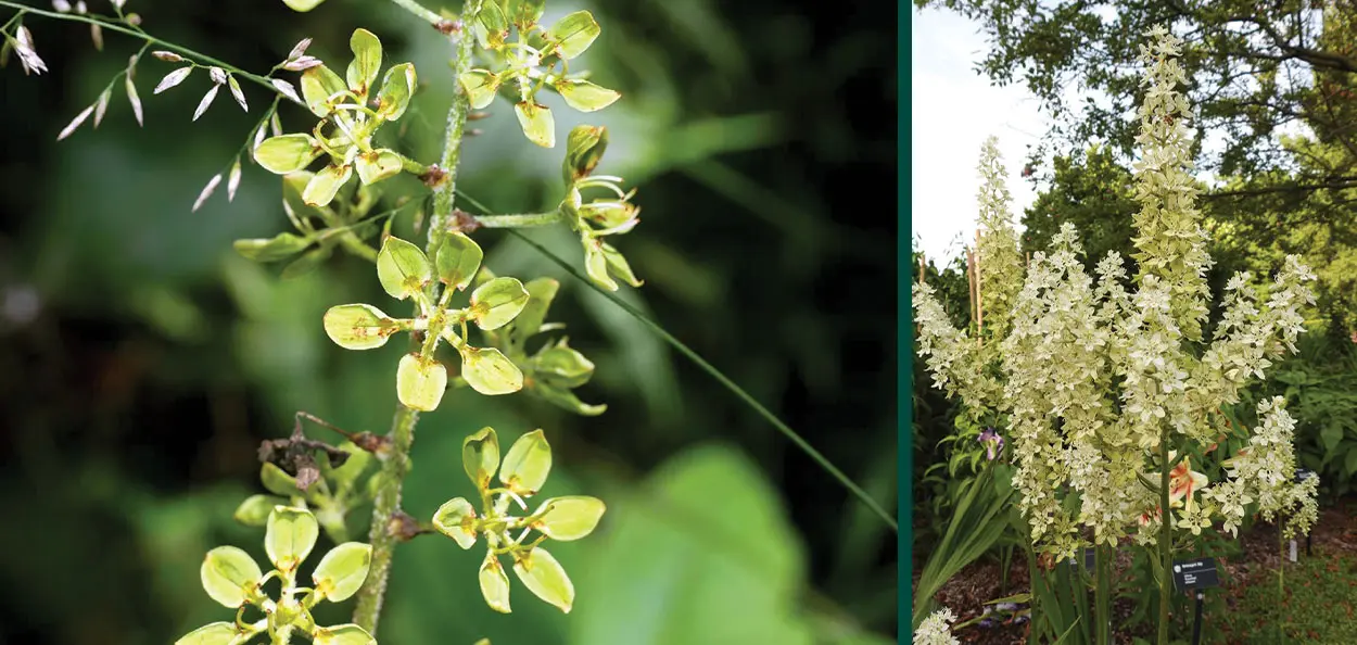 Virginia Bunchflower | WI Native | Johnson's Nursery | KB