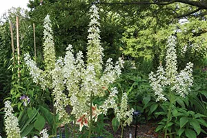 Virginia Bunchflower | WI Native | Johnson's Nursery | KB