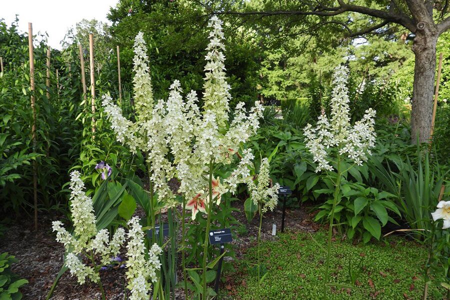 Virginia Bunchflower | WI Native | Johnson's Nursery | KB