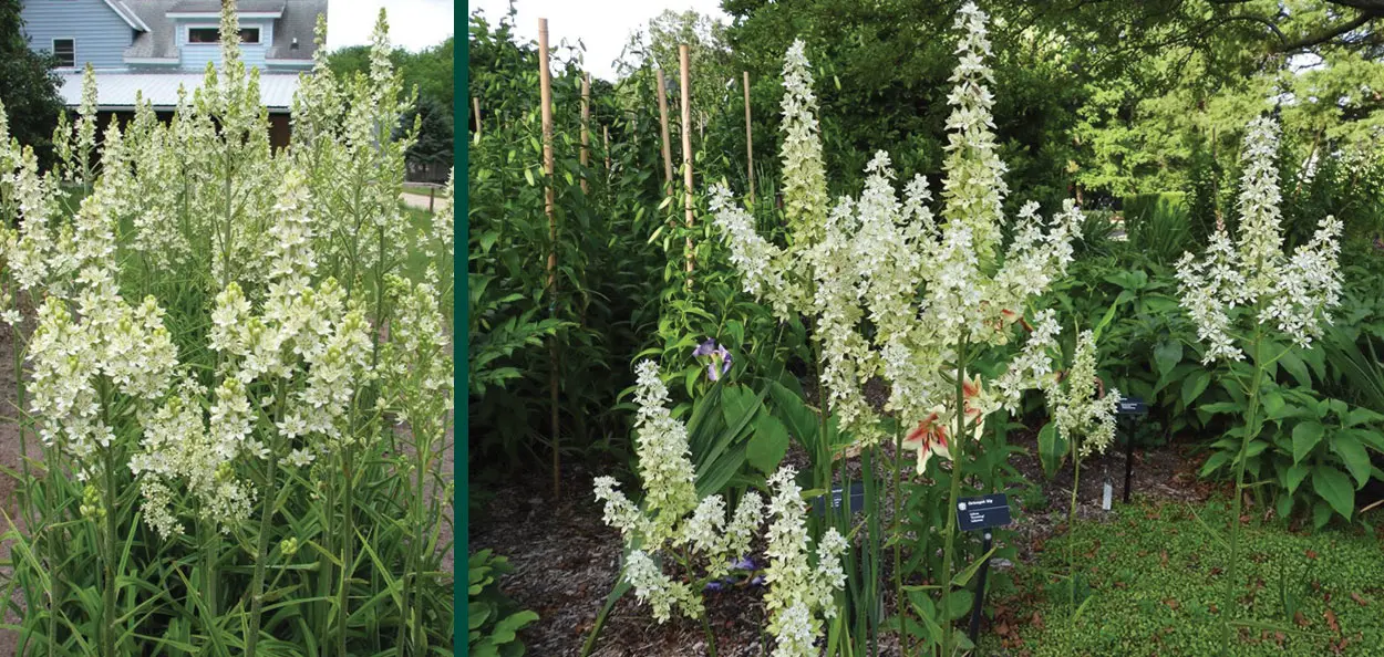 Virginia Bunchflower | WI Native | Johnson's Nursery | KB