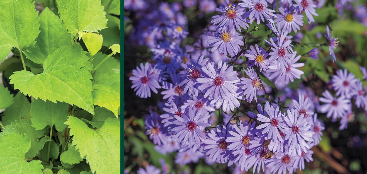 Blue Wood Aster | Johnson's Nursery | KB