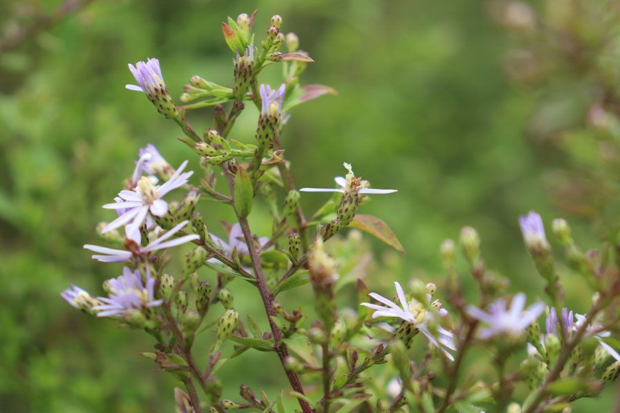 Blue Wood Aster | Johnson's Nursery | KB