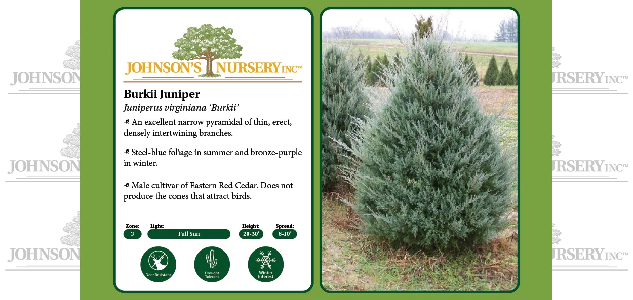 Burkii Juniper | Johnson's Nursery | KB