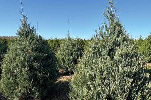 Burkii Juniper | Johnson's Nursery | KB