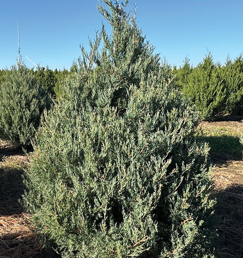 Burkii Juniper | Johnson's Nursery | KB