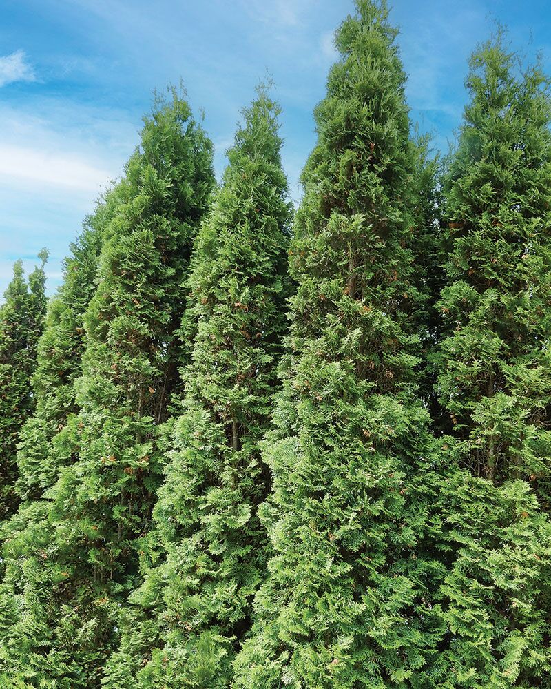 Degroot's Spire Arborvitae | Johnson's Nursery | KB