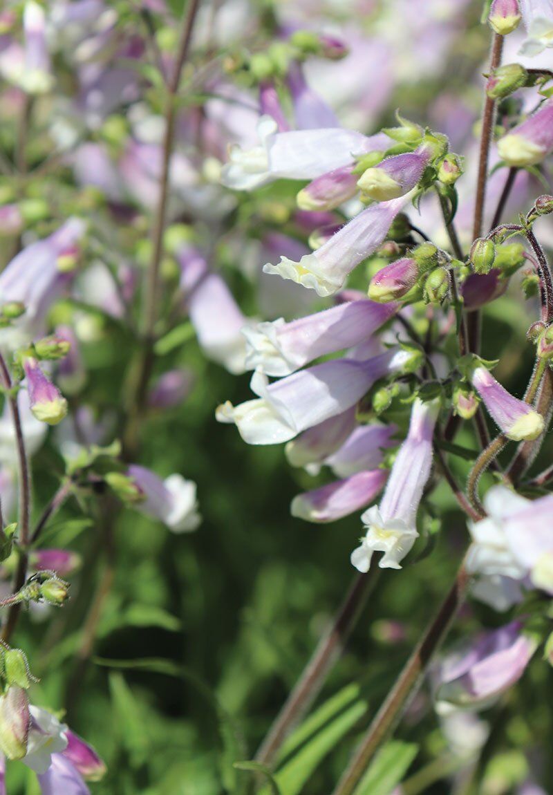 Plantas Perennes Nativas De Wisconsin