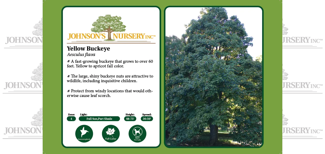 Yellow Buckeye | Johnson's Nursery | KB