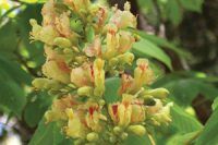 Yellow Buckeye | Johnson's Nursery | KB