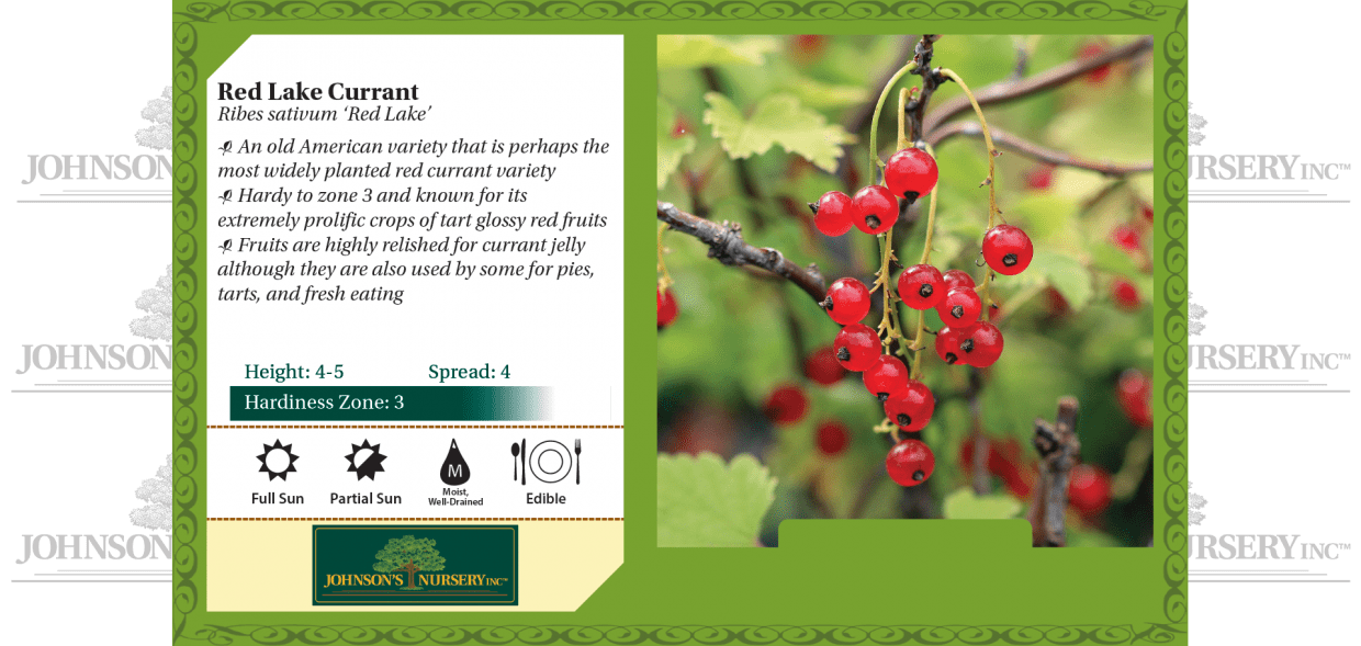 Red Lake Currant | Johnson's Nursery | KB